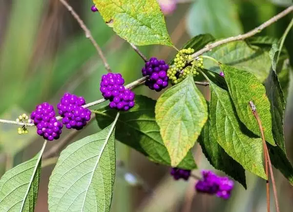 Beautyberry Amerika