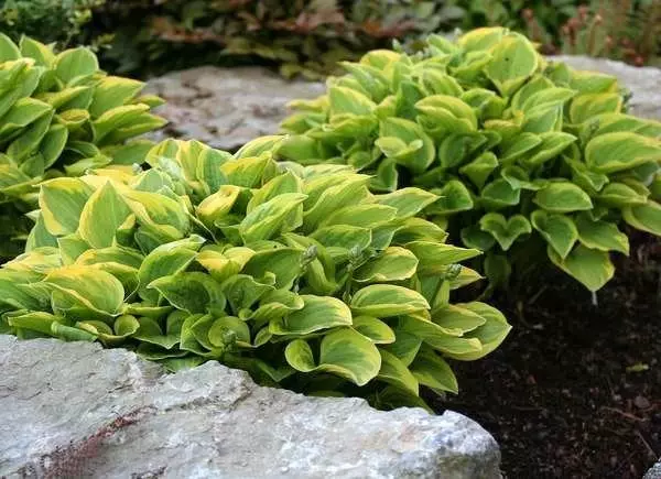 Hosta