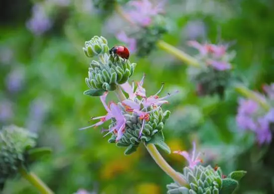 Korisni insekti