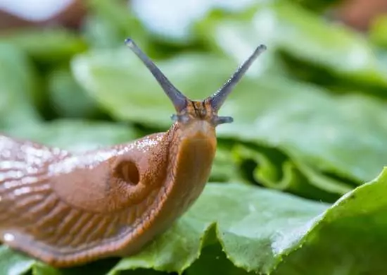 Kumaha carana meunang leupas tina Slugs