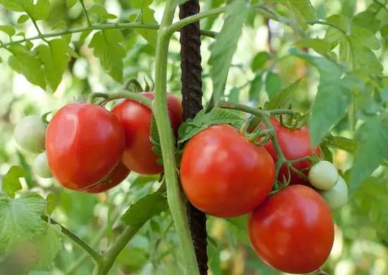 Wie man eine Tomatenpflanze anbaut