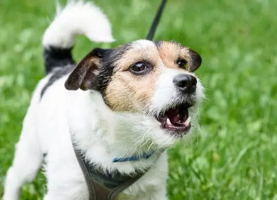 犬の咬傷による損害