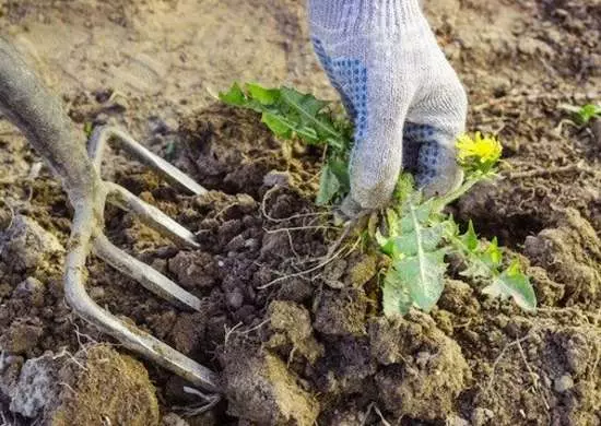 Премахване на плевели Зазимяване на тревата