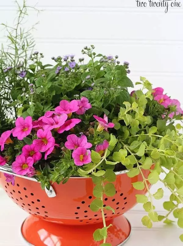 Colander Planter