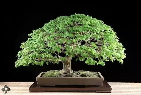 Cuidados com Bonsai - Árvore da Chuva Brasileira