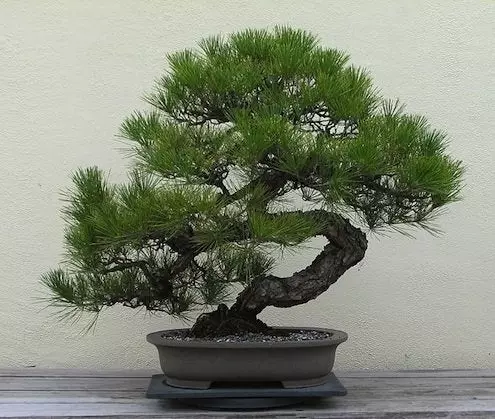 Fikarakarana bonsai - juniper