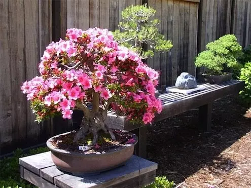 kwitnące bonsai