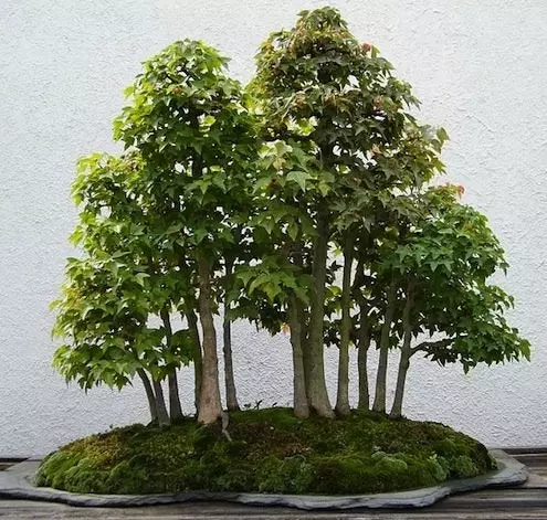 Péče o bonsaje - Bonsai z javorového trojzubce