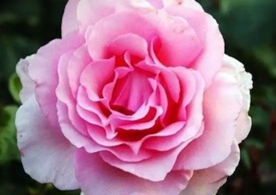 Розовое садоводство