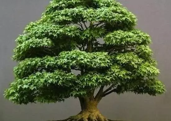 Bonsai Tree