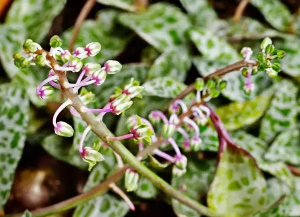 Silver Squill (Ledebouria ဆိုရှယ်လစ်)