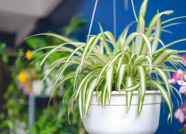 Spider Plant (Chlorophytum comosum)