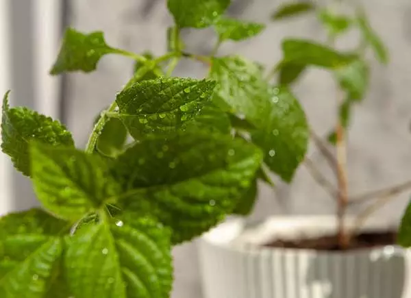 ဆွီဒင်အိုင်ဗီ (Plectranthus australis)