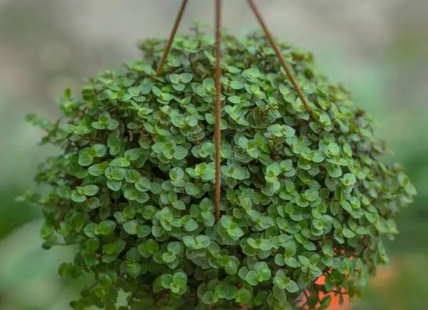 လိပ်နွယ်ပင် (Callisia spp.)