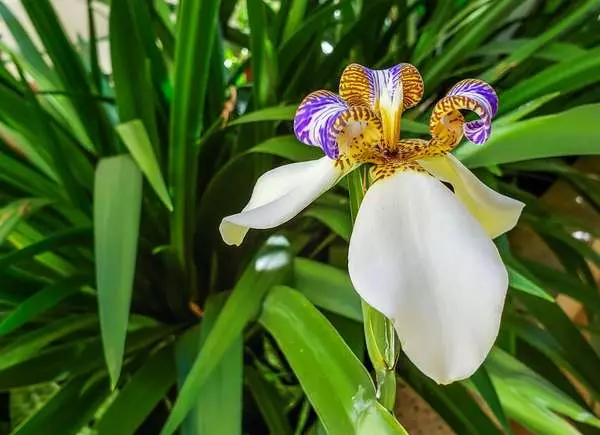 Iris andante (Neomarica spp.)