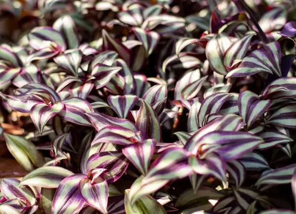 Wandering Sailor (Tradescantia zebrina var. zebrina)