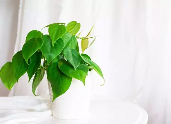 Philodendron (Philodendron-Arten)