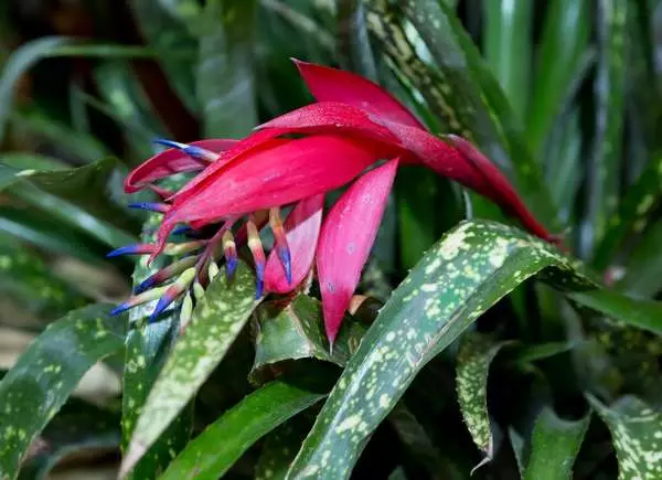 Bágoas de raíña (Billbergia nutans)