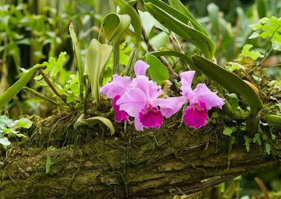 Divoká orchidej
