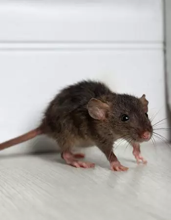 Cara Menghilangkan Tikus