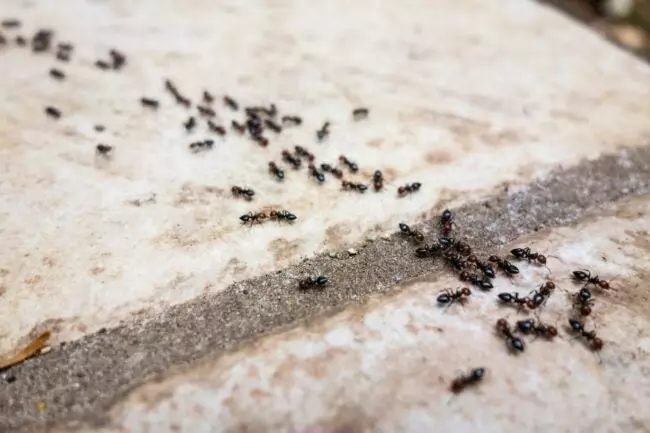 Termity kontra mrówki