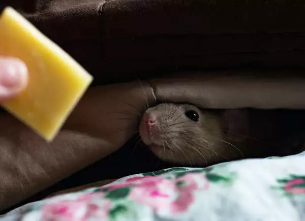 پنیر موش ها را جذب می کند