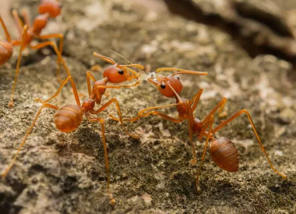 Club Soda Σκοτώνει τα Μυρμήγκια της Φωτιάς