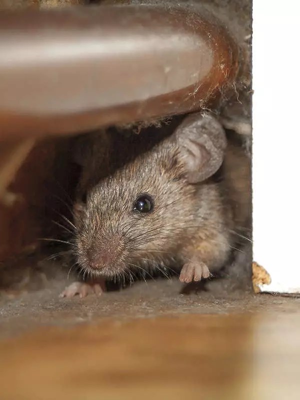 Unha vez envelenados, os roedores xa non son un problema