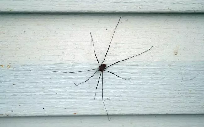 Какво привлича паяци