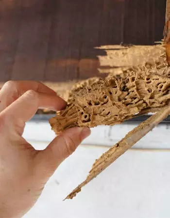 Kako se riješiti termita prije nego što počnete