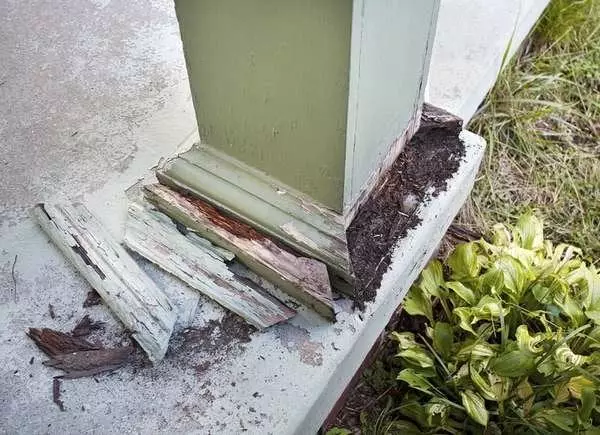 Miami, Florid pwoblèm termite