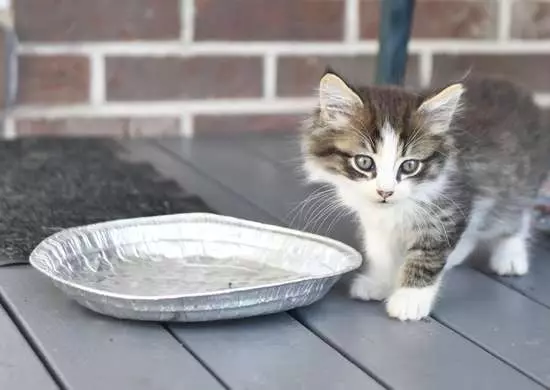 Udzudzu mu Pet Bowls