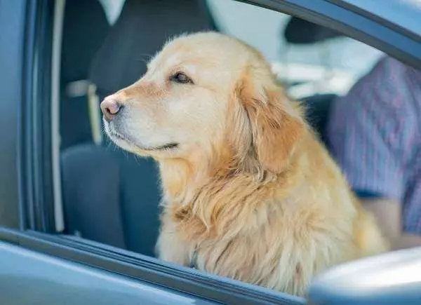 ¿Puedes dejar comida para mascotas en un auto caliente?