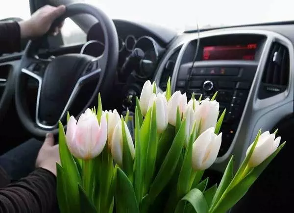 Você pode deixar plantas em um carro quente?