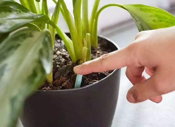 植物食品尖峰