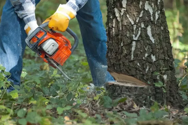 Ο ξυλοκόπος κόβει το δέντρο από το αλυσοπρίονο
