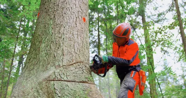 Metsämies käyttää moottorisahaa leikkaaessaan puuta metsässä.