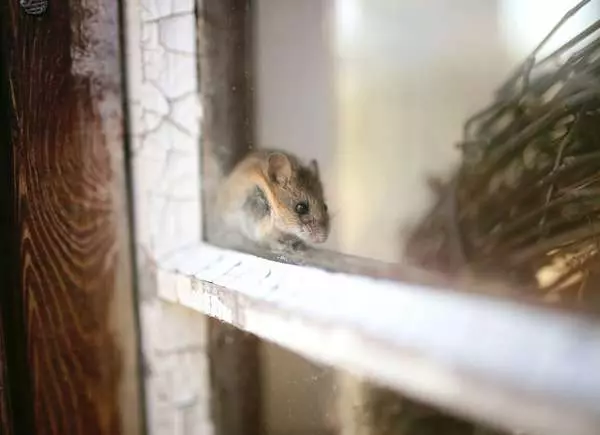 garaj zararlıları fareler