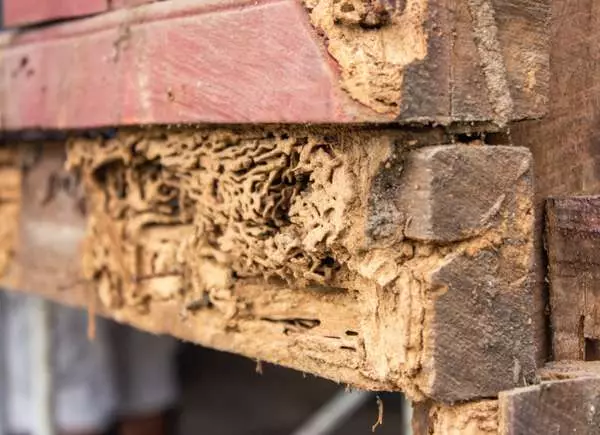 garaj zararlıları termitler