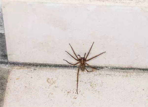 garaj zararlıları örümcekler