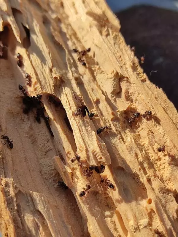 garage skadedjur myror