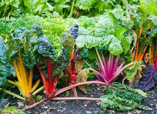 Rychle rostoucí zelenina