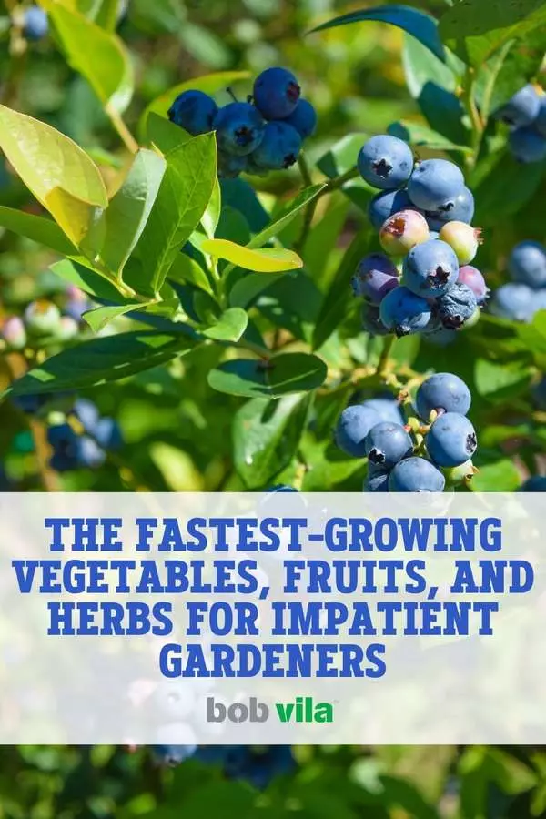 as mellores plantas que crecen rapidamente no xardín do xardín