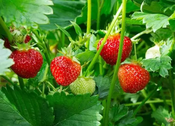 Delizz Erdbeeren