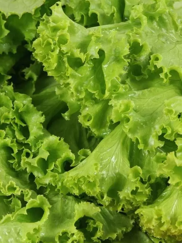 Salad Bowl Blend Leaf Lettuce