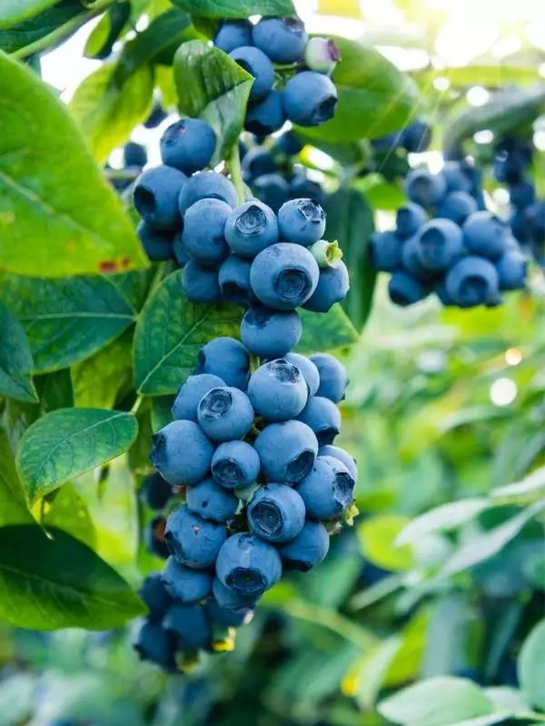 Blueberries Perpetua