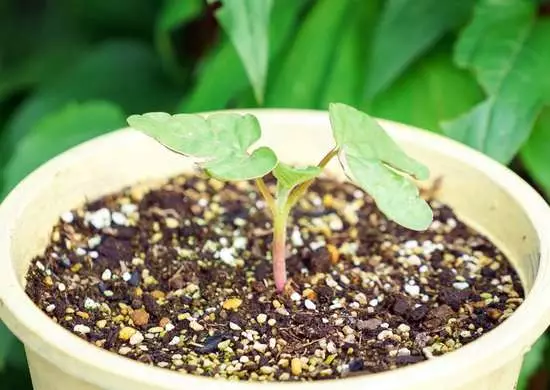 Transplantearje Sprouting Seeds