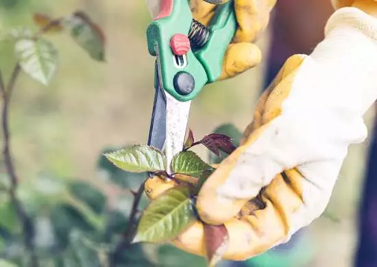 挿し木から植物を繁殖させる