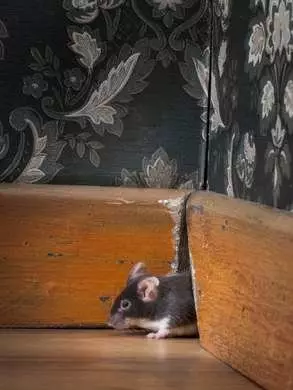 7. Pārspējiet peles, noblīvējot caurumus pamatu līmenī.