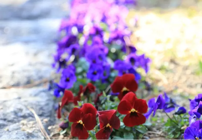 ზამთრის 8 ფერადი ყვავილი, რომელიც უნდა იცოდეთ - ზამთრის პანსი